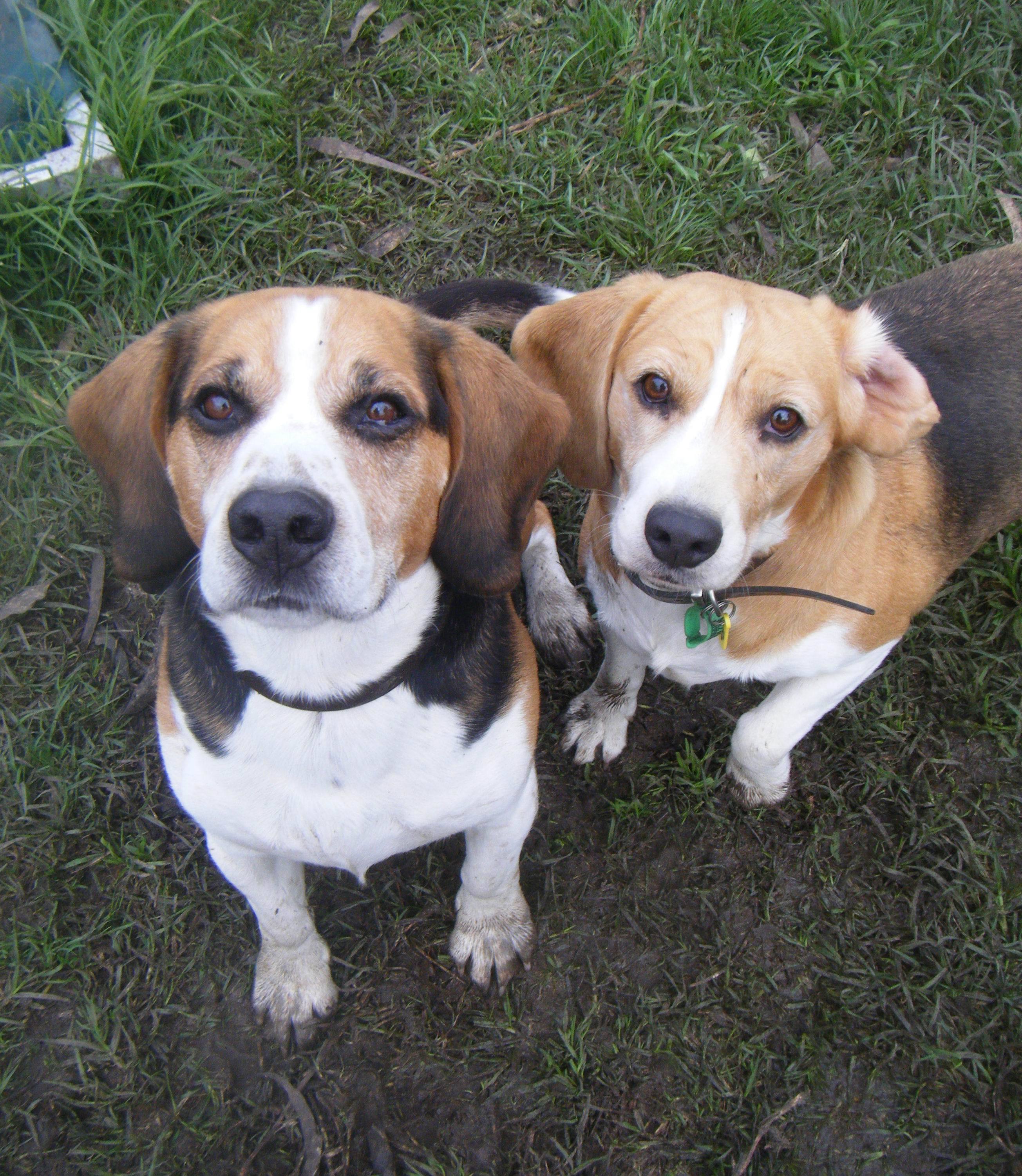 Are Beagles Better In Pairs