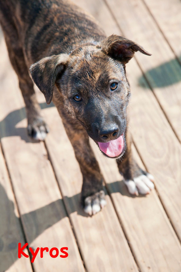 Kyros - Medium Male Australian Koolie Cross Mix in NSW - PetRescue