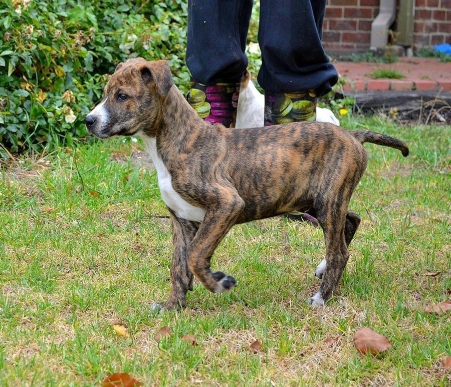 Peewee - Medium Male Greyhound x Mastiff x Staffy Mix in VIC - PetRescue