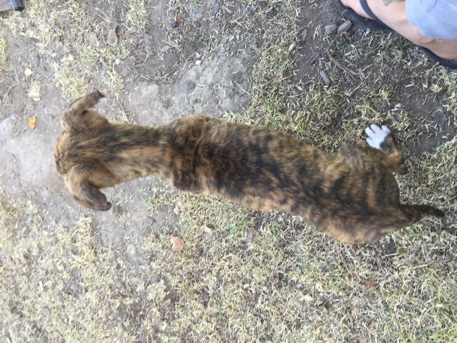 Peewee - Medium Male Greyhound x Mastiff x Staffy Mix in VIC - PetRescue