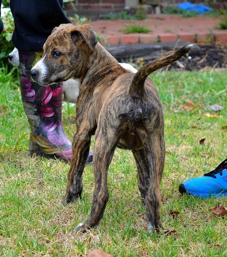 Peewee - Medium Male Greyhound x Mastiff x Staffy Mix in VIC - PetRescue