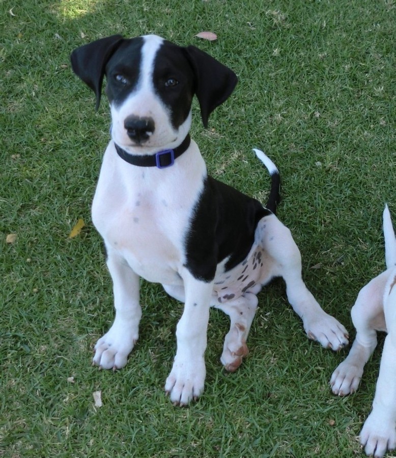 Colt *On Trial in His New Home* - Medium Male Pointer x Staffy Mix in ...