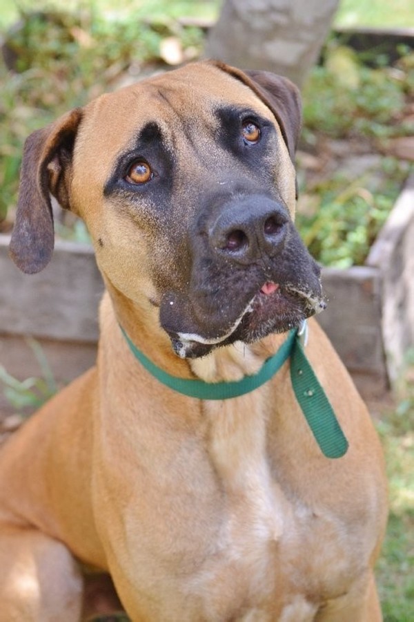 Samson - Large Male Rhodesian Ridgeback x English Mastiff Mix in QLD ...