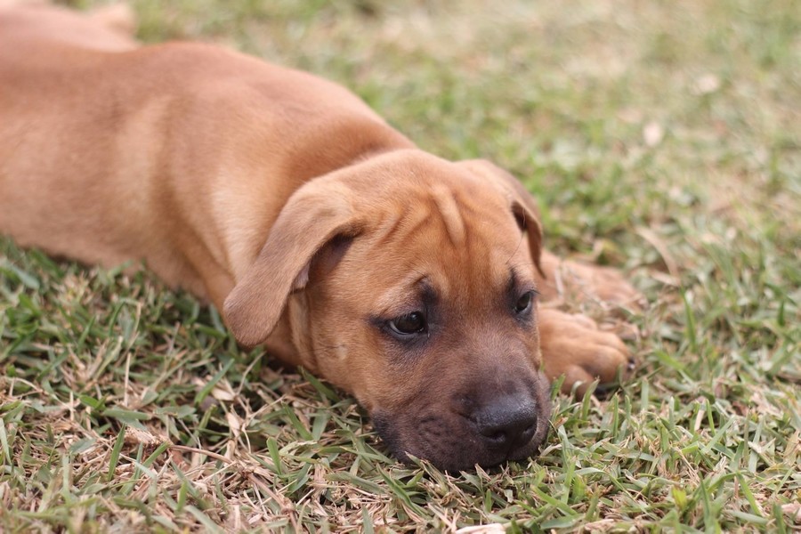 Vegas - Large Male Rhodesian Ridgeback x Shar Pei Mix in SA - PetRescue