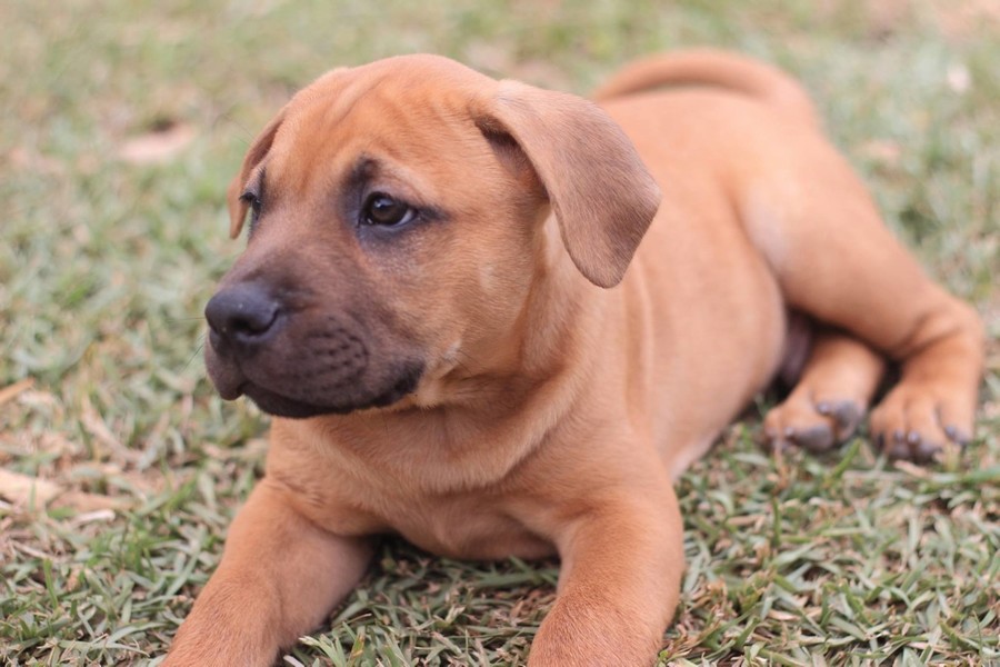 Vegas - Large Male Rhodesian Ridgeback x Shar Pei Mix in SA - PetRescue