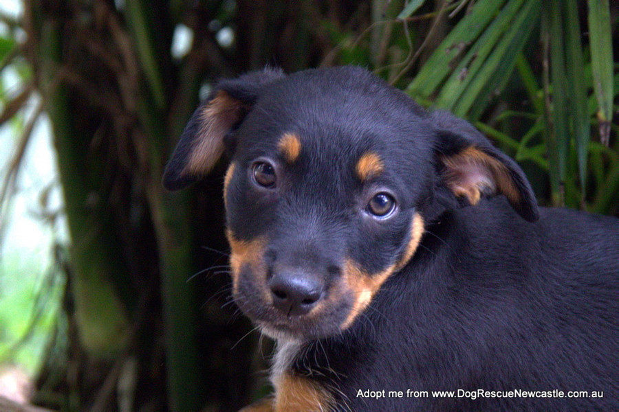 Tora ~ Rotti xLab xRidge xKelpie (Trial 13/2/16) - Large Female Kelpie ...