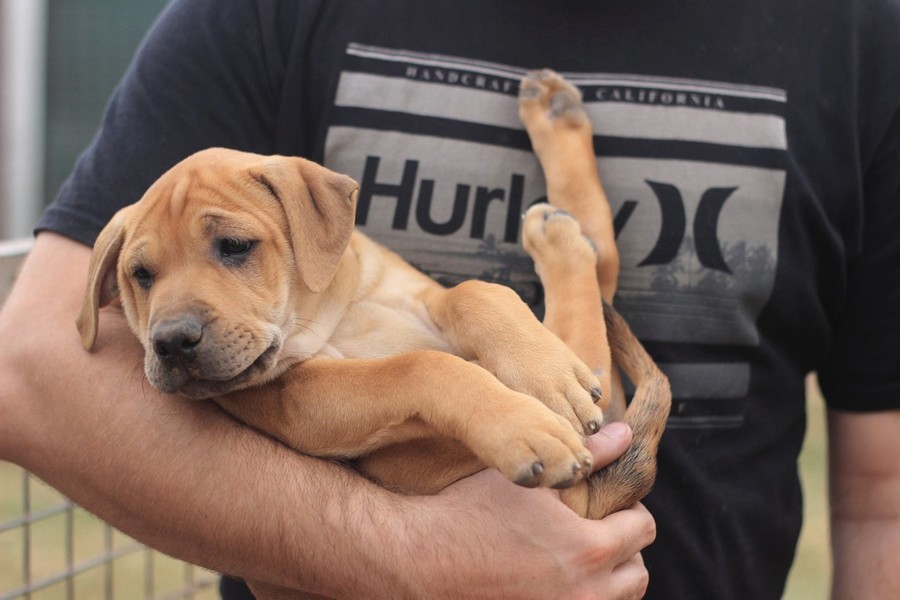 Vanity - Large Female Rhodesian Ridgeback x Shar Pei Mix in SA - PetRescue