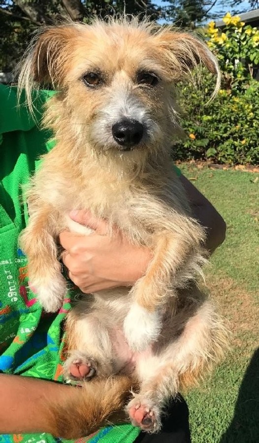 Trixie - Small Female Wirehaired Jack Russell x Australian Terrier Mix ...