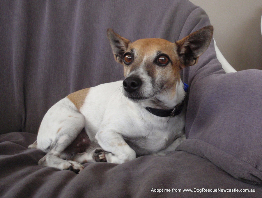 Ninja ~ Mini Foxy (On Trial 25/2/16) - Small Male Miniature Fox Terrier ...