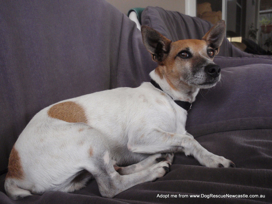 Ninja ~ Mini Foxy (On Trial 25/2/16) - Small Male Miniature Fox Terrier ...