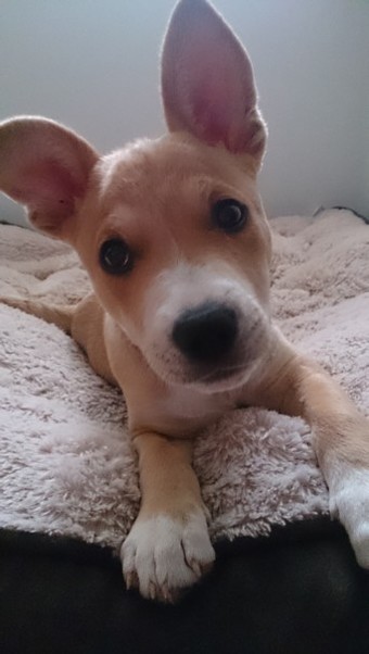 Wobbles - lots of love to give - Medium Female Corgi, Cardigan x Kelpie ...