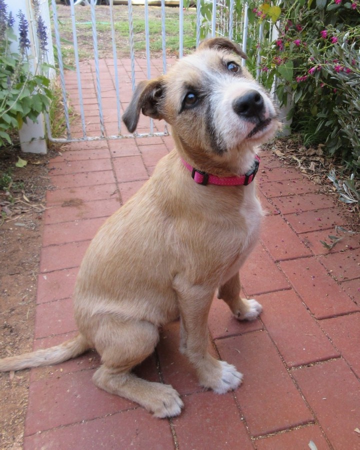 Remi *On Trial in Her New Home* - Medium Female Bull Arab x Staghound x ...