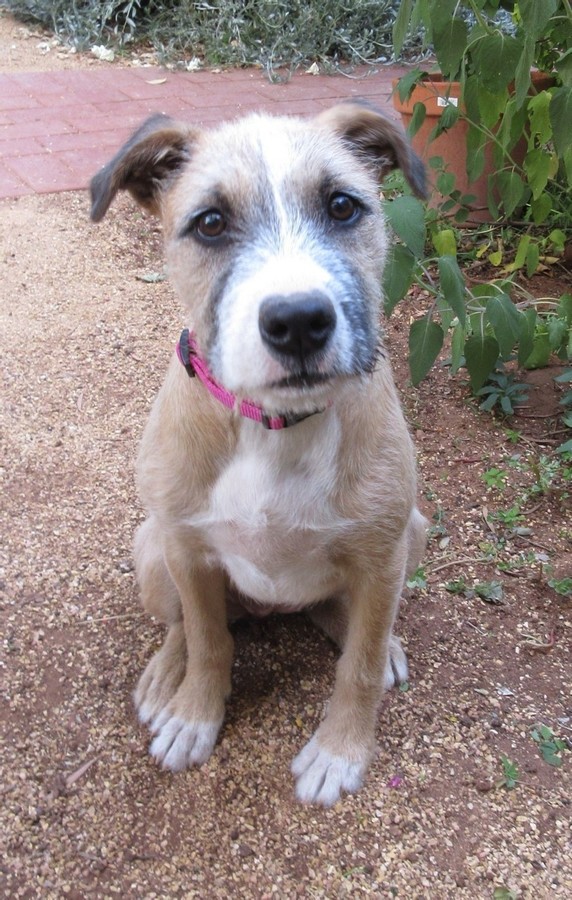 Remi *On Trial in Her New Home* - Medium Female Bull Arab x Staghound x ...