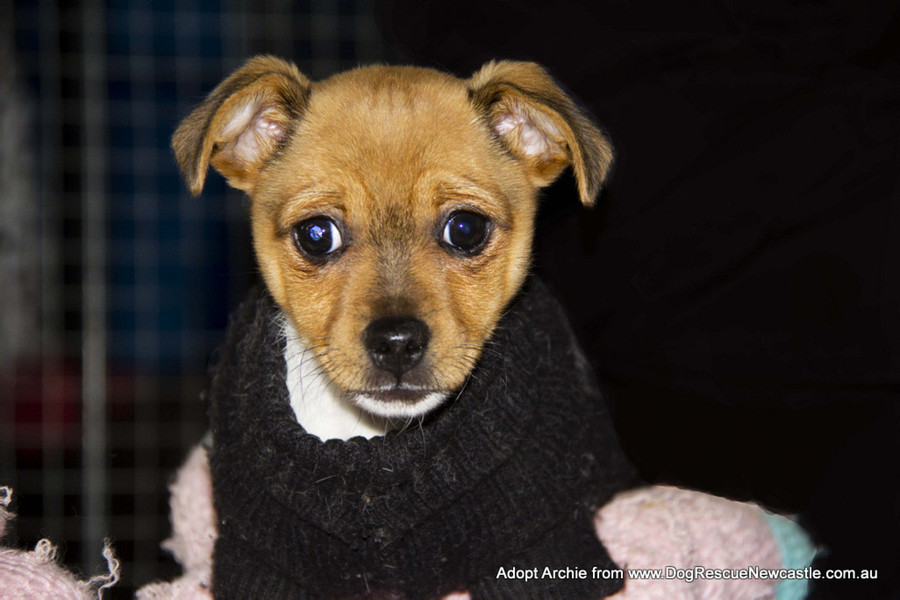 Archie ~ Maltese x Mini Foxy puppy (Trial 18/7/16) - Small Male Maltese ...