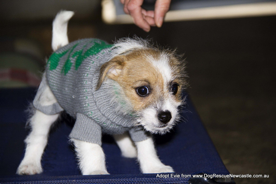 Evie ~ Maltese x Mini Foxy puppy (Trial 18/7/16) - Small Female Maltese ...