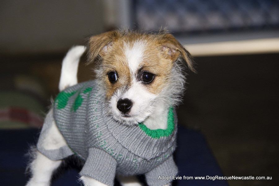 Evie ~ Maltese x Mini Foxy puppy (Trial 18/7/16) - Small Female Maltese ...