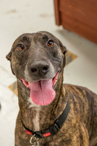 Dizzy DL1369 - Large Female Greyhound x Mastiff in WA - PetRescue