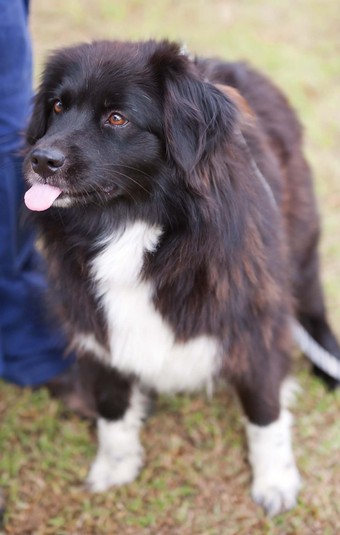 Lucy ID14430 - Medium Female Border Collie x Samoyed Mix in VIC - PetRescue