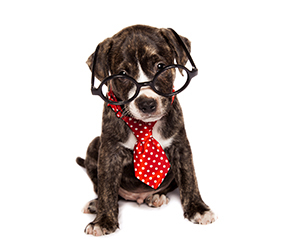Fundraising - PetRescue